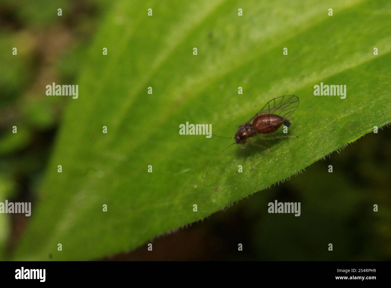 Barklice, Booklice, and Parasitic Lice (Psocodea Stock Photo - Alamy