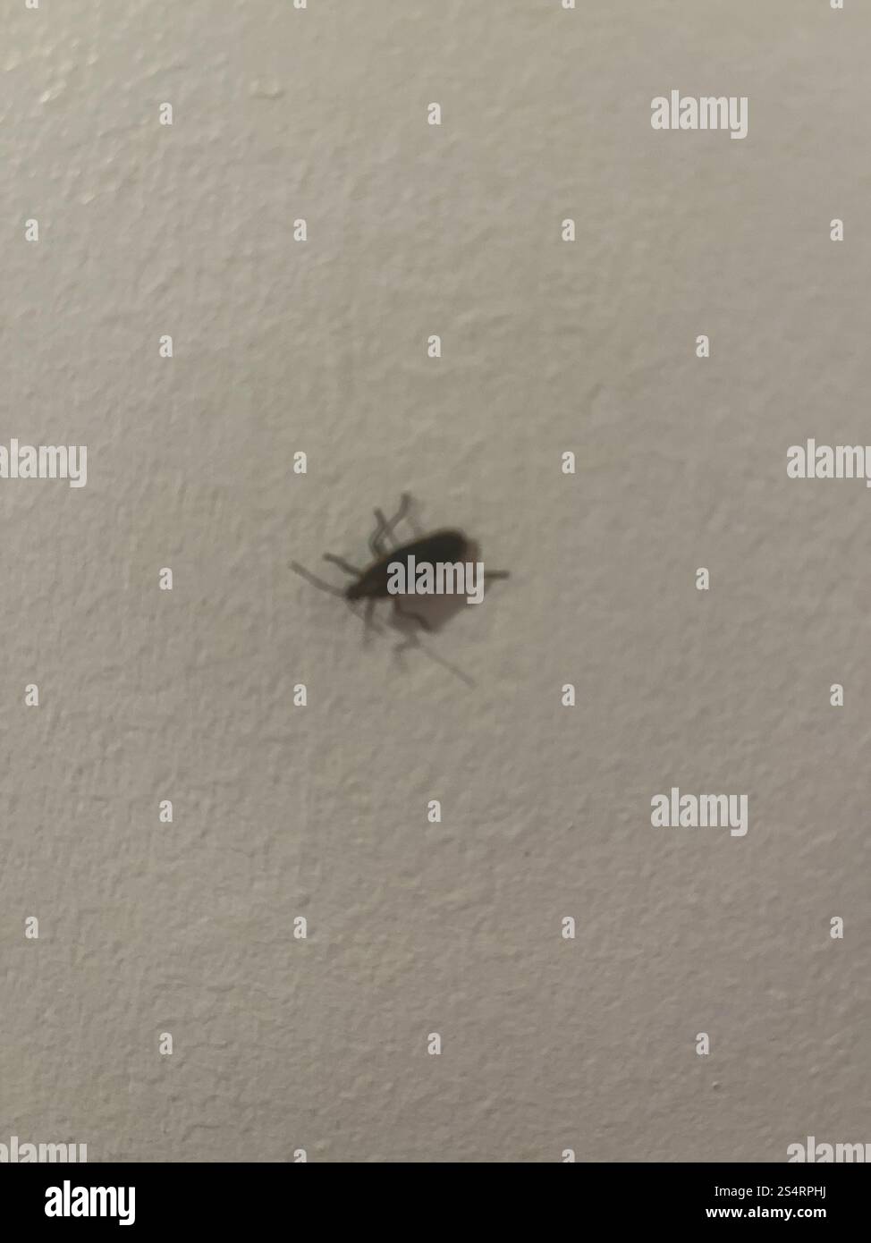 Eastern Boxelder Bug (Boisea trivittata Stock Photo - Alamy