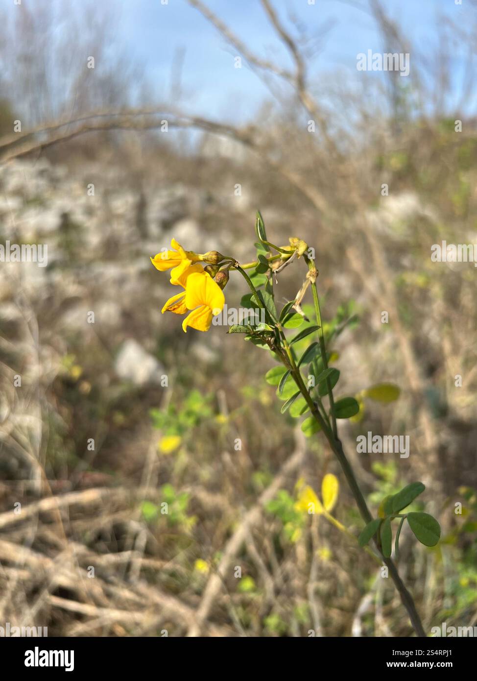 Scorpion Senna (Hippocrepis emerus Stock Photo - Alamy