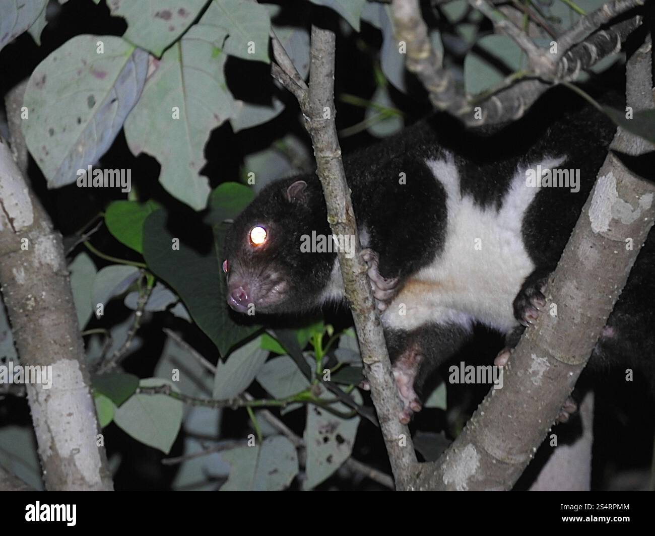 Herbert River Ring-tailed Possum (Pseudochirulus herbertensis Stock ...