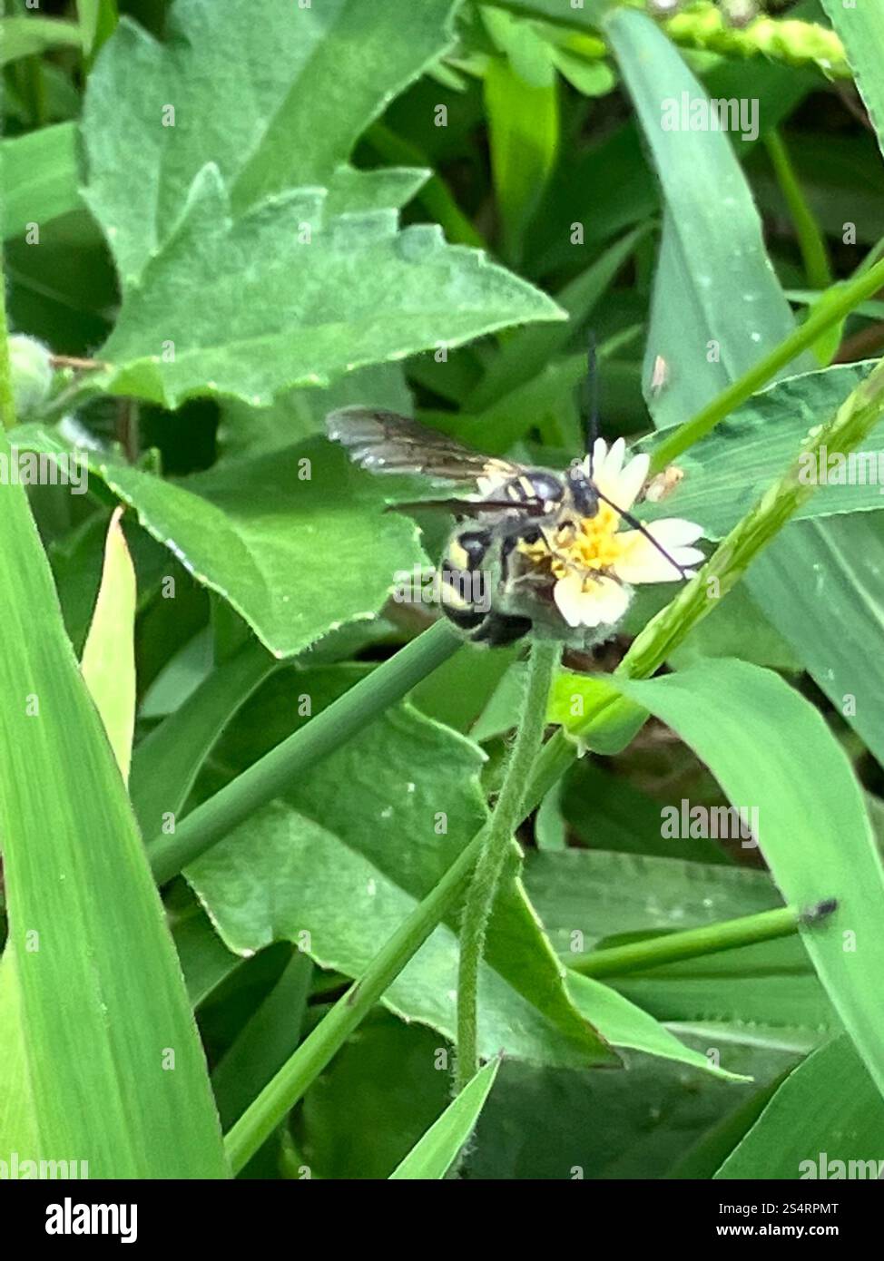 Caribbean scoliid wasp (Dielis dorsata Stock Photo - Alamy