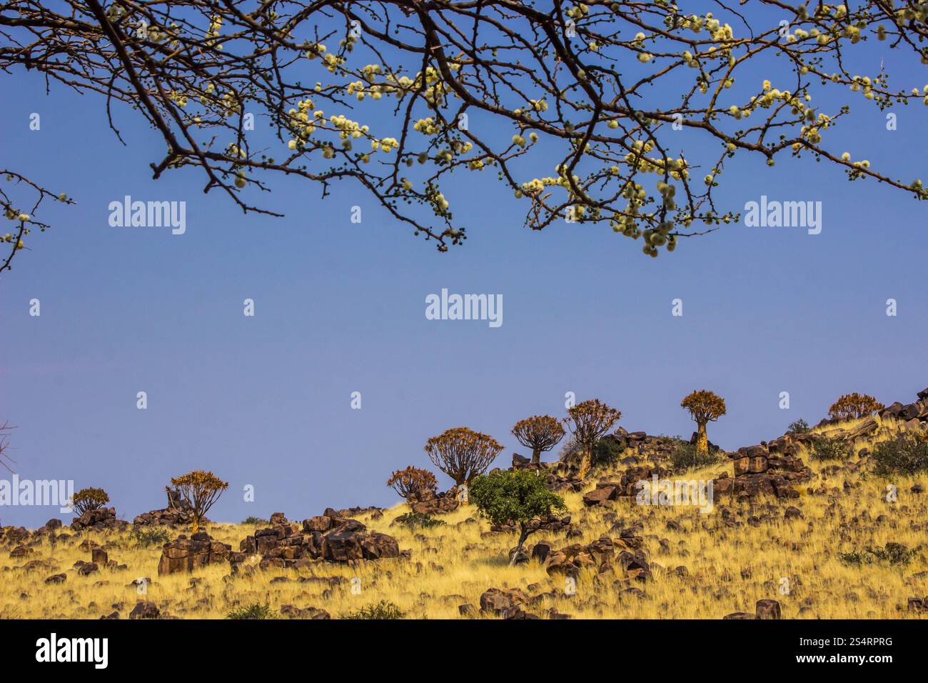 View over the Keetmanshoop landscape in Namibia from under a Camel ...
