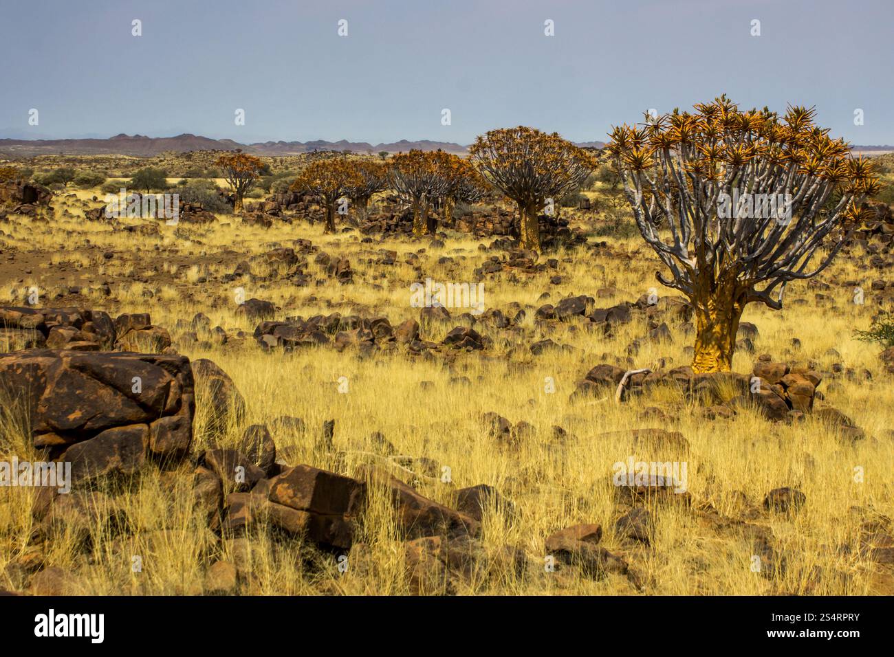 The landscape of Southwest Namibia, with dry grassland, strewn with ...