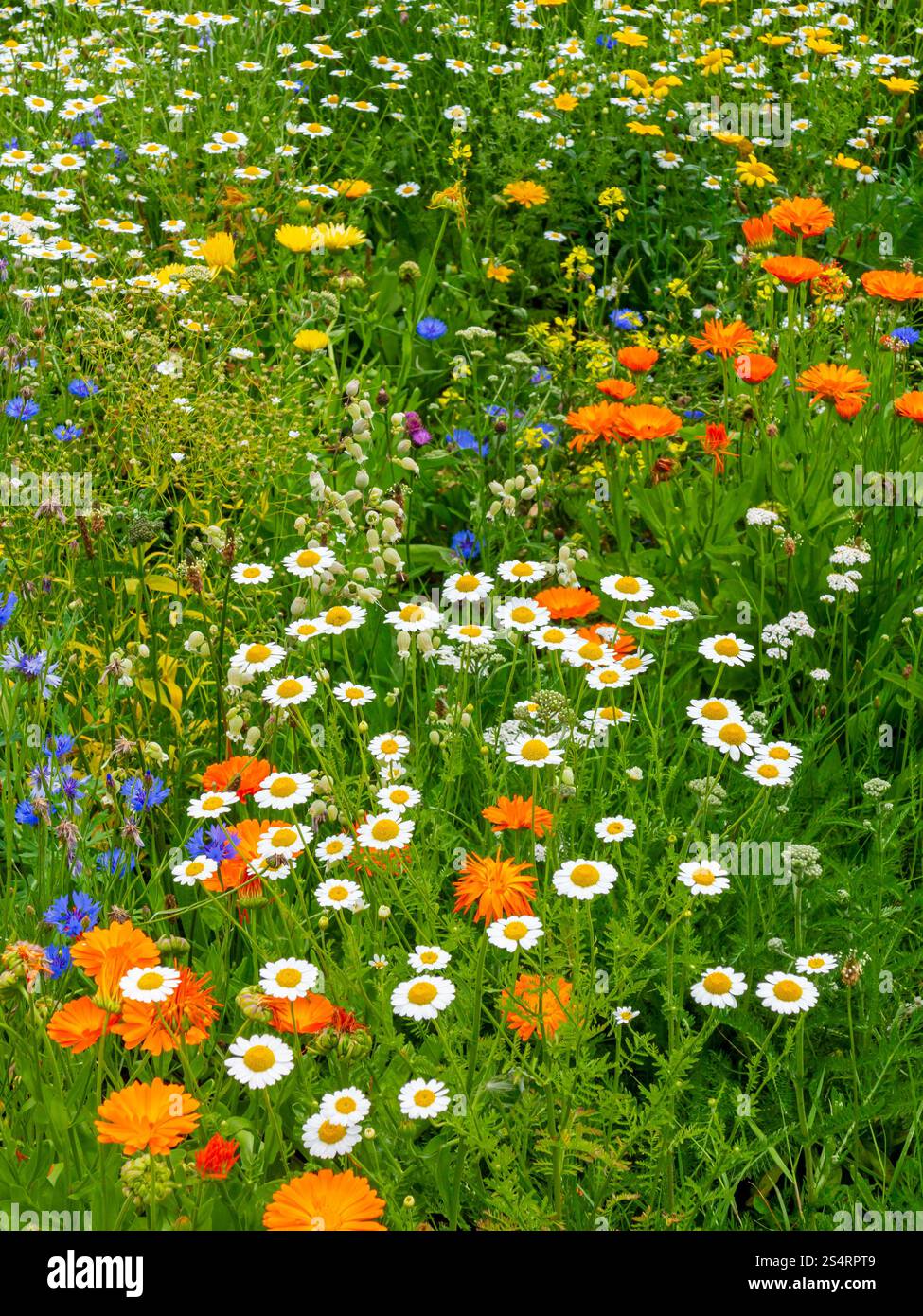 Garden wildflower planting hi-res stock photography and images - Alamy