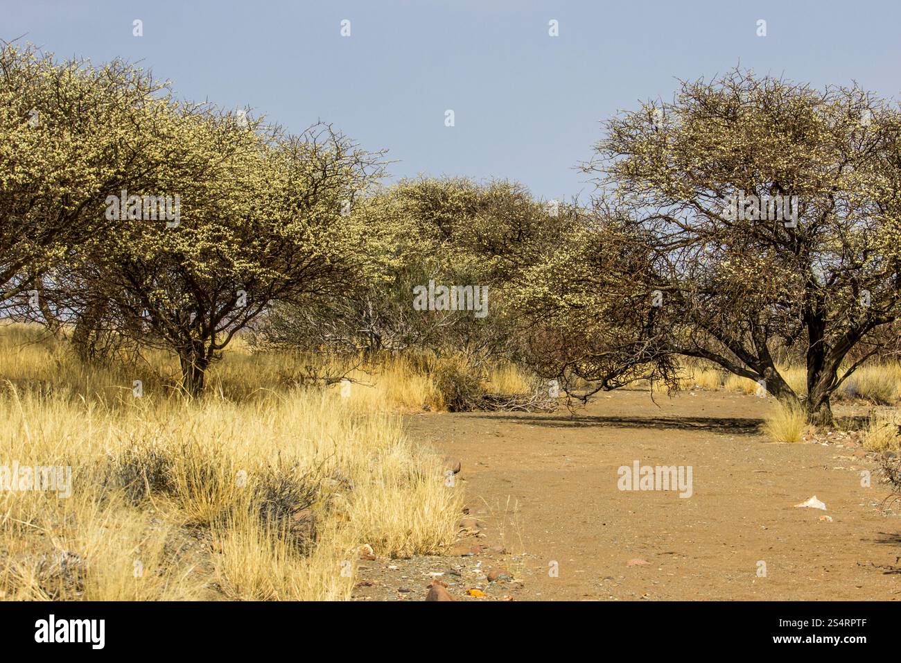 A thicket of black thorn acacia shrubs (Acacia mellifera) in full bloom ...