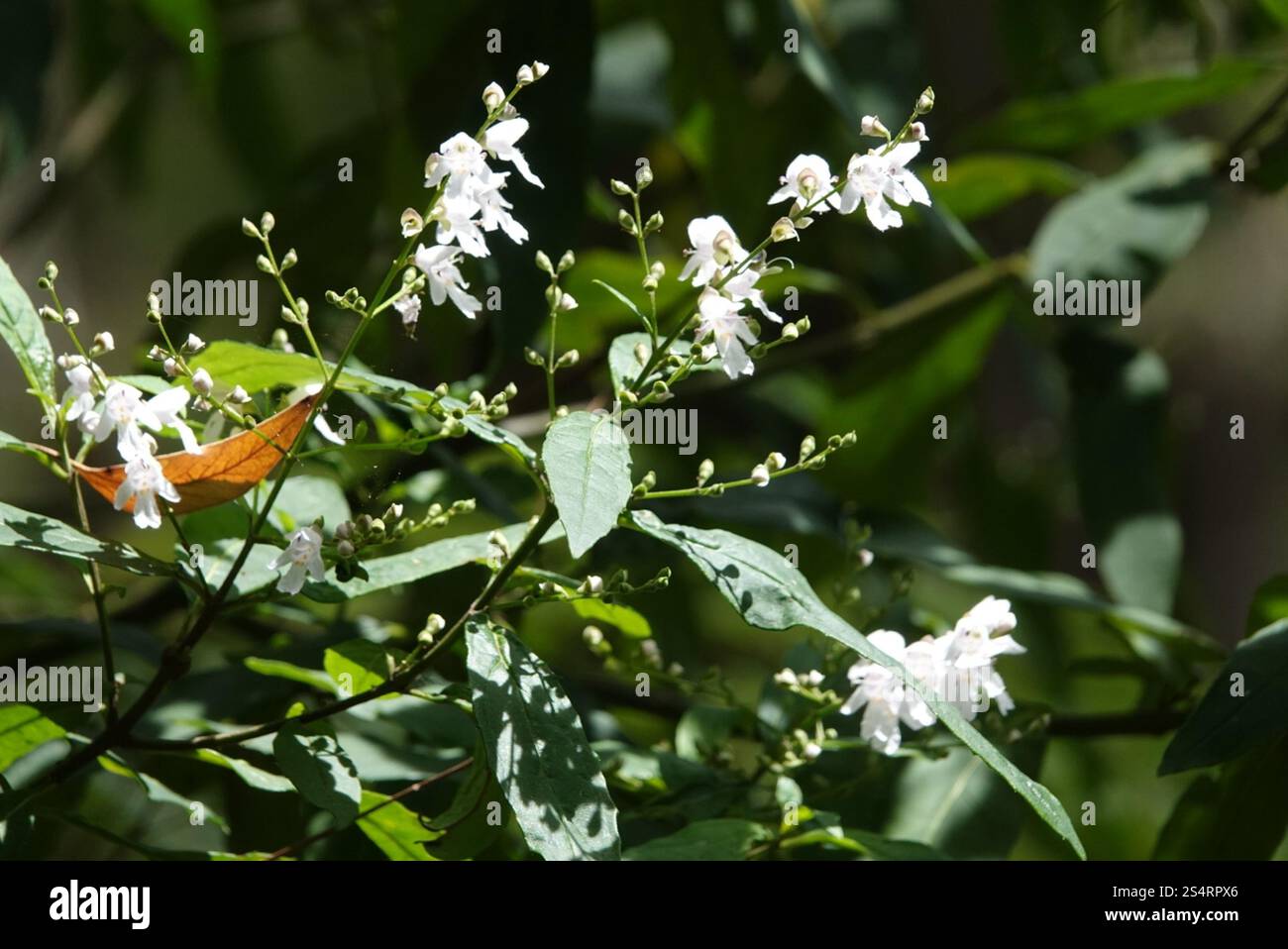 Christmas Bush (Prostanthera lasianthos Stock Photo - Alamy