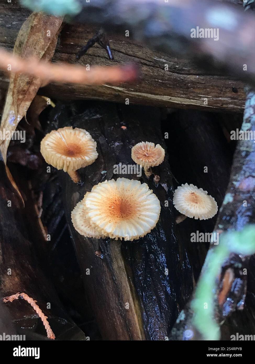 Sulcate Sunhead (Heliocybe sulcata Stock Photo - Alamy