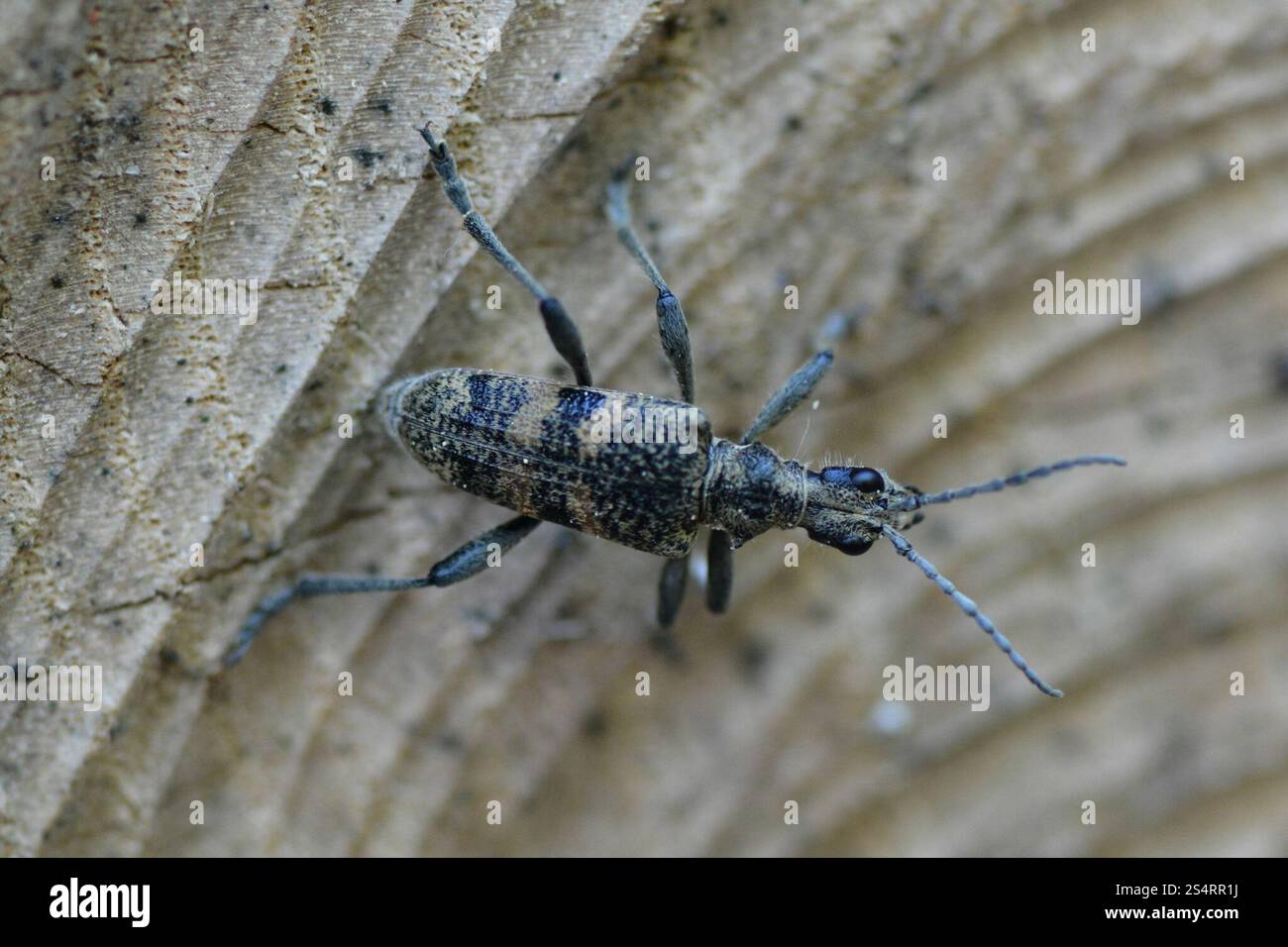 Blackspotted Longhorn Beetle (Rhagium mordax Stock Photo - Alamy