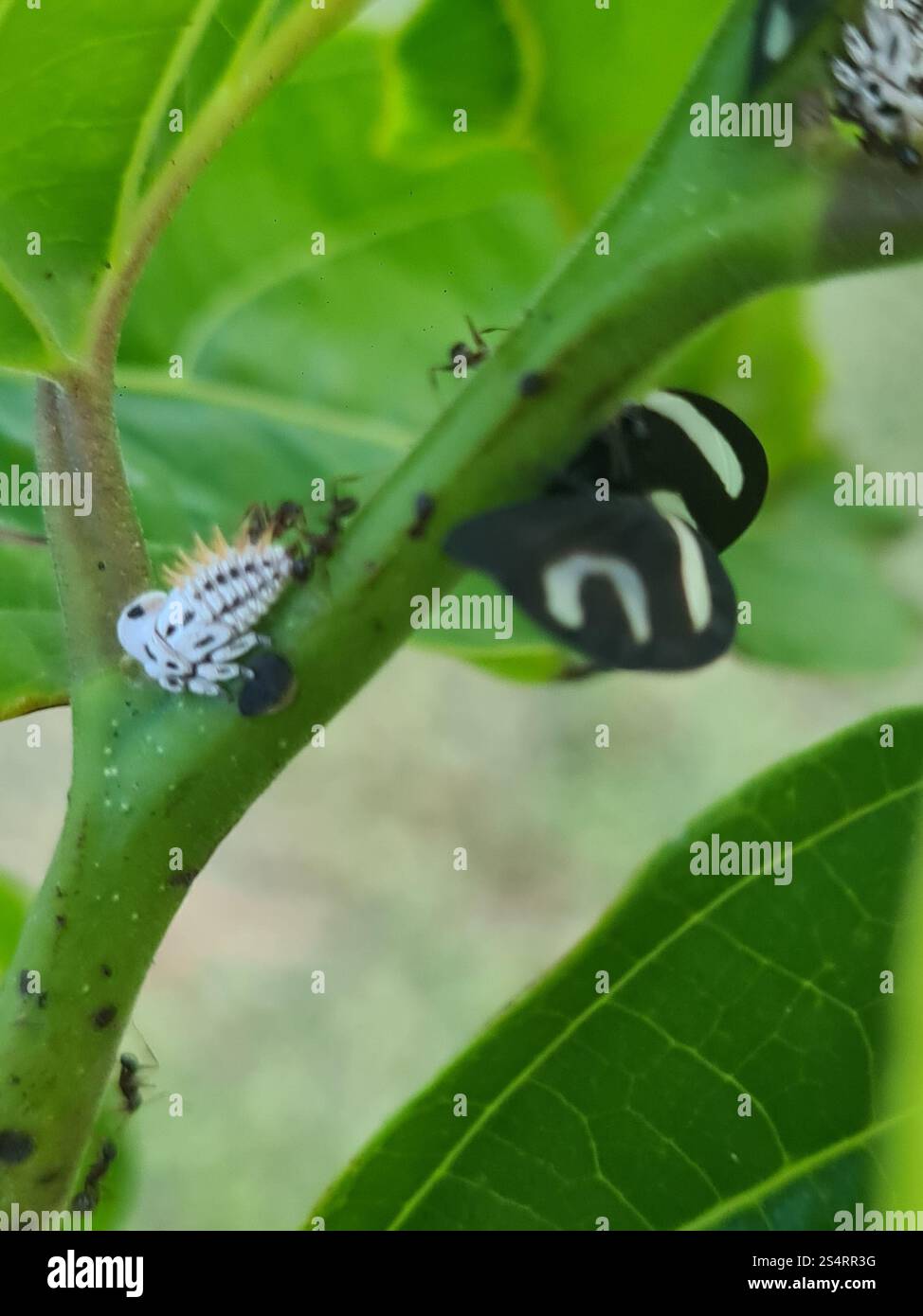 Black-and-white Treehopper (Membracis foliatafasciata Stock Photo - Alamy