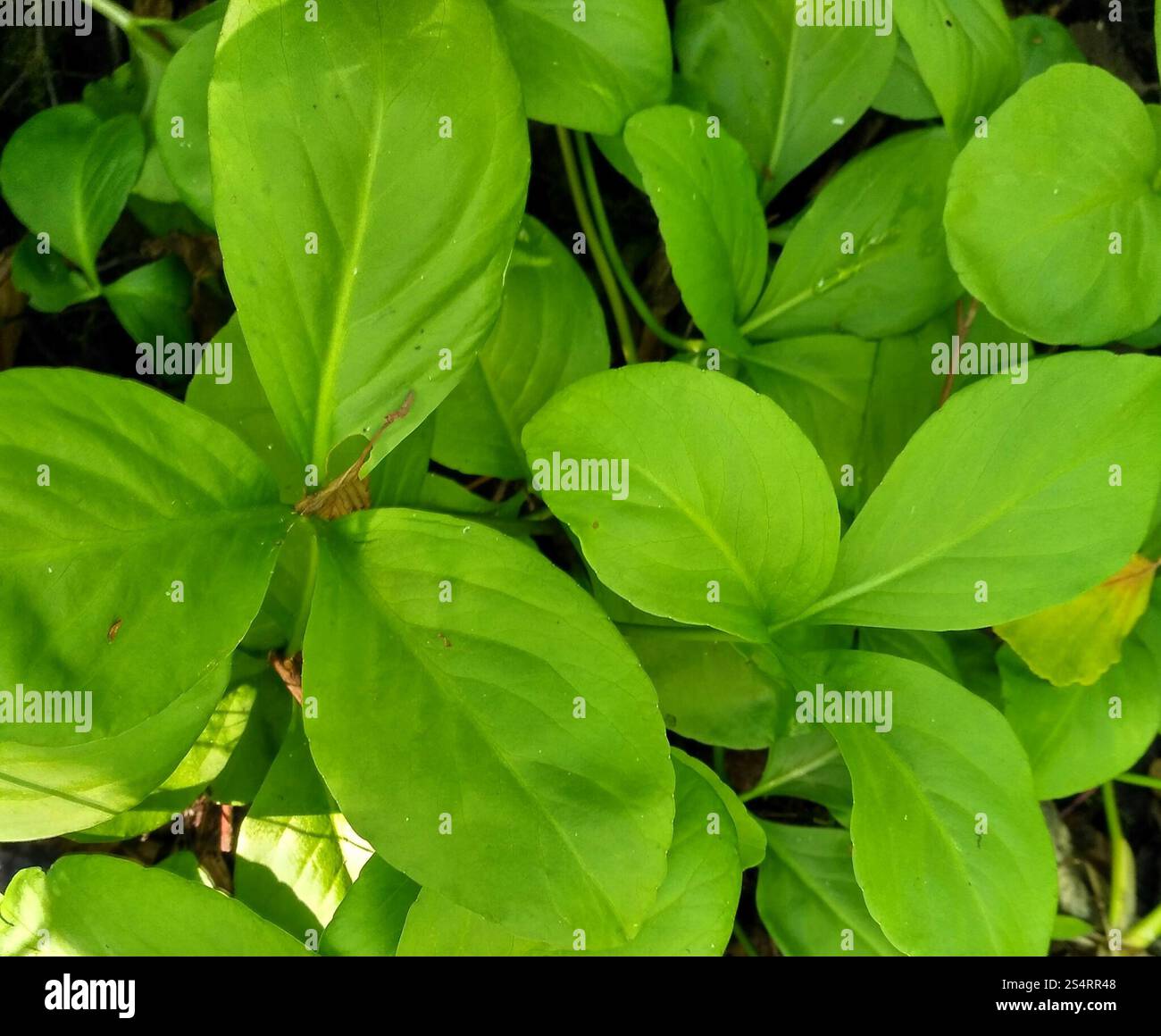 Bogbean (Menyanthes trifoliata Stock Photo - Alamy
