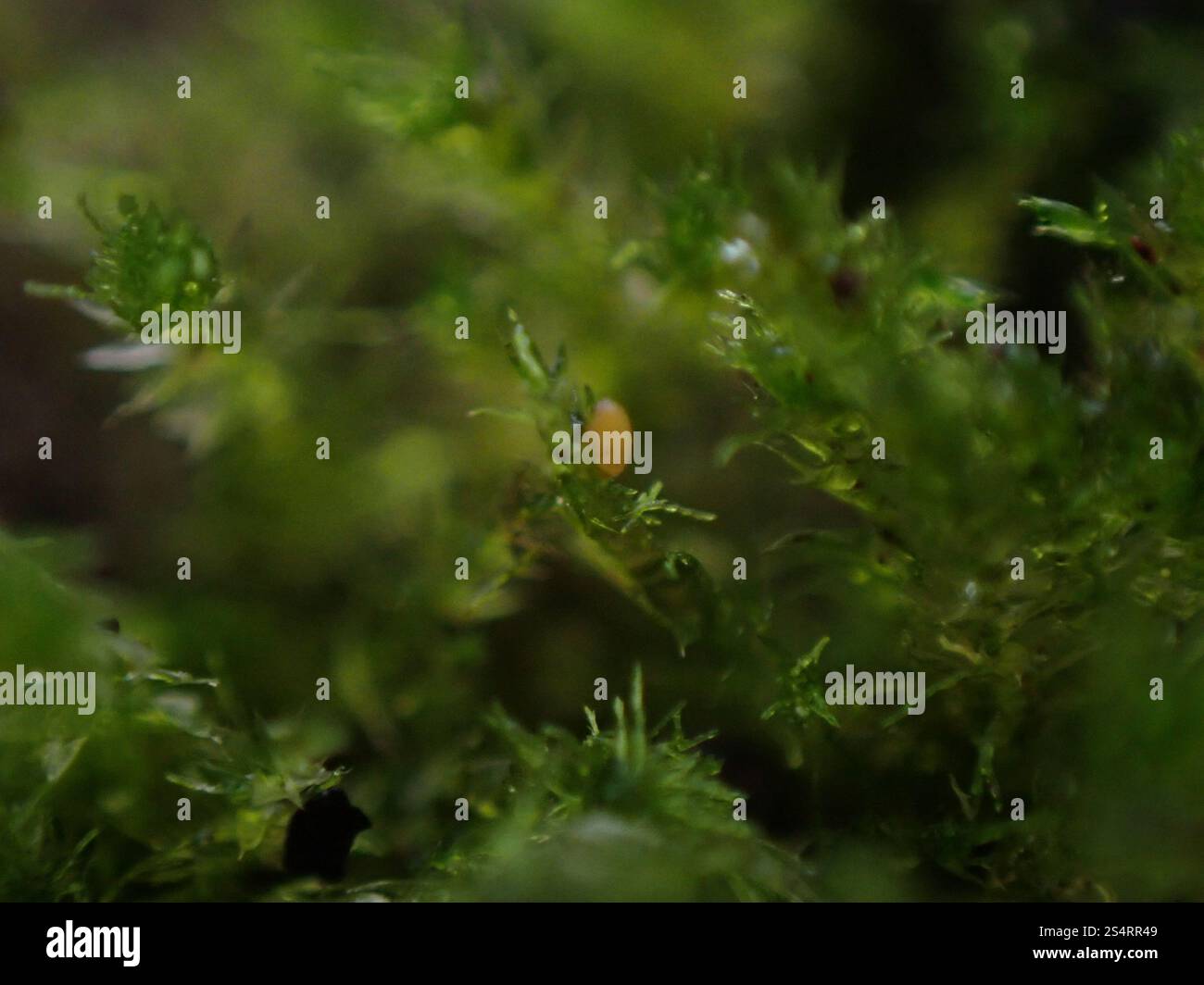 heath family (Ericaceae Stock Photo - Alamy