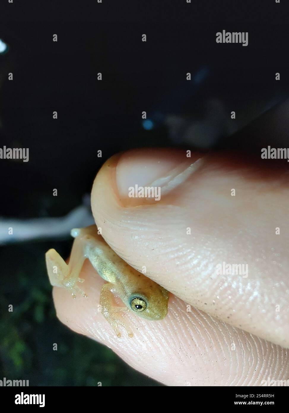 Lesser Tree Frog (Dendropsophus minutus Stock Photo - Alamy