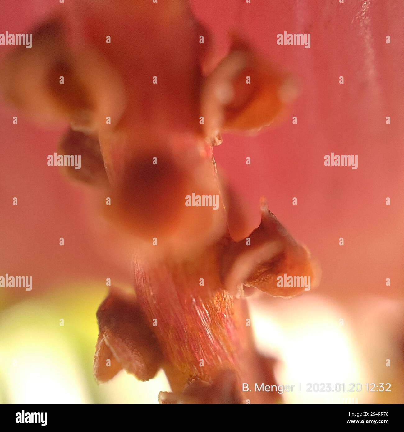 snow totara (Podocarpus nivalis Stock Photo - Alamy