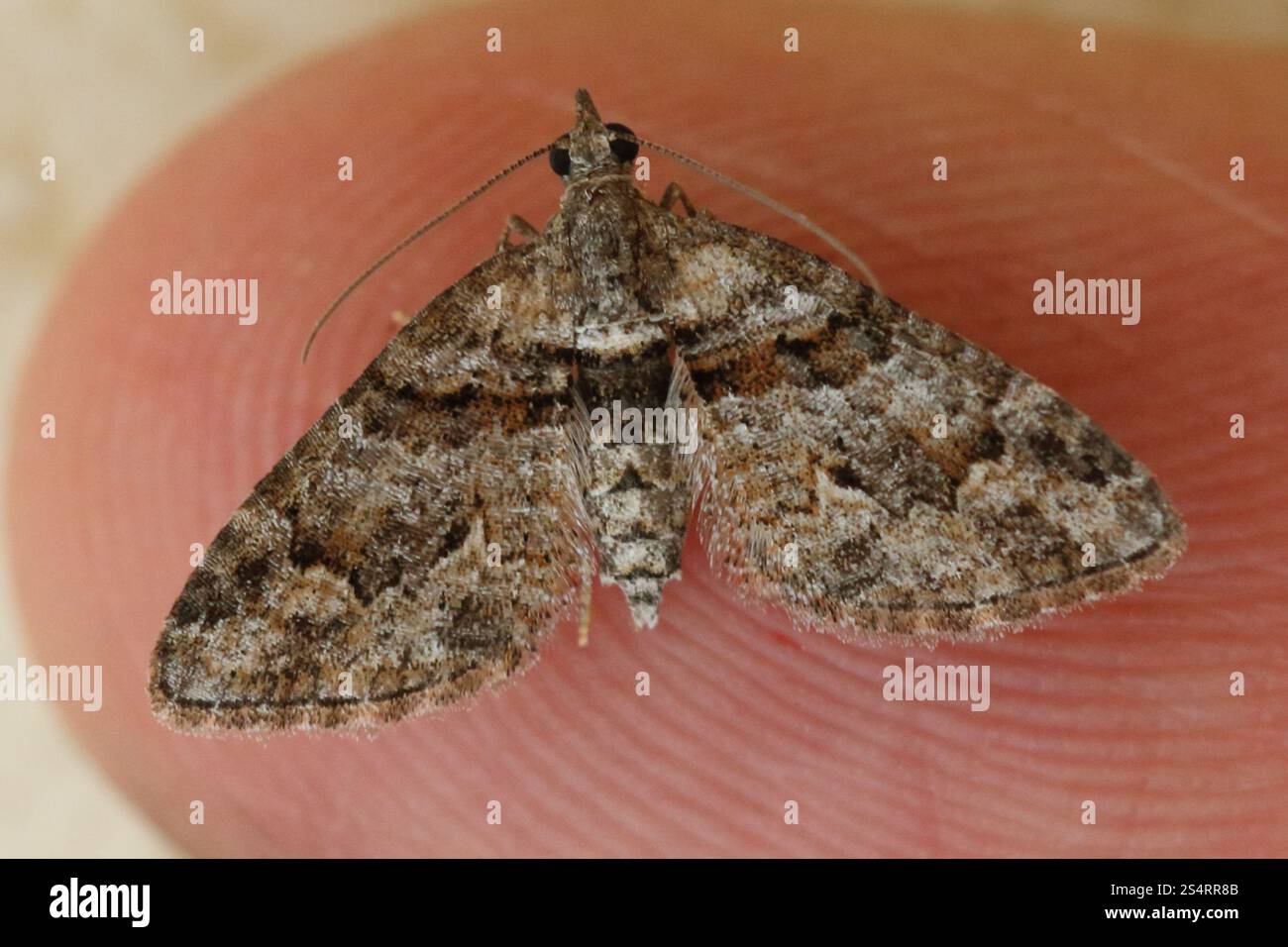 Laticostata hi-res stock photography and images - Alamy