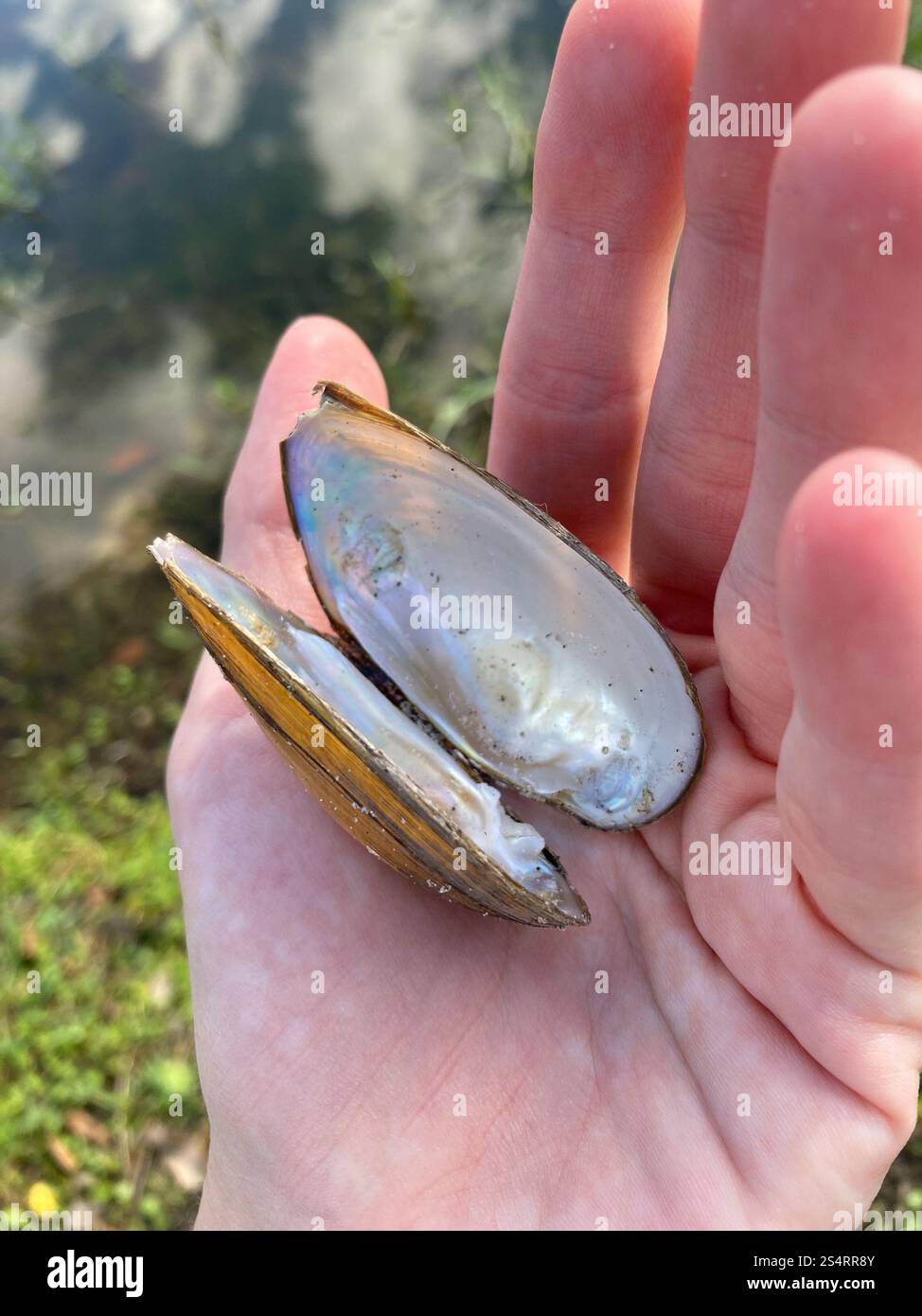 Florida Spike (Elliptio jayensis Stock Photo - Alamy