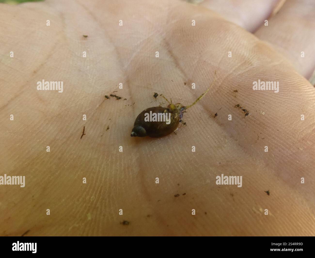 Pond and Melantho Snails (Lymnaeidae Stock Photo - Alamy
