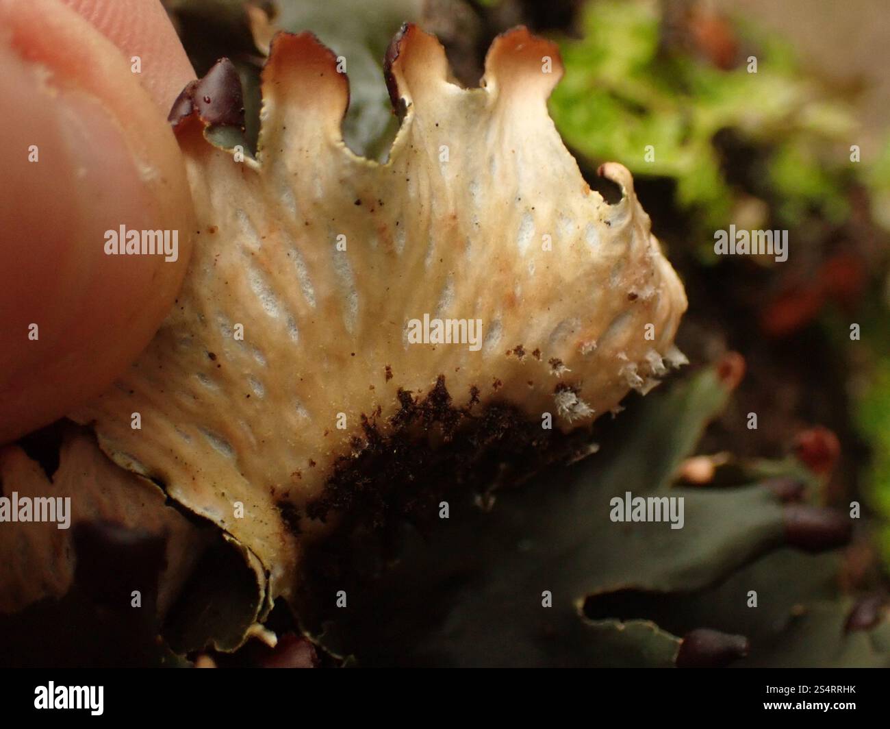 tree pelt lichen (Peltigera collina Stock Photo - Alamy