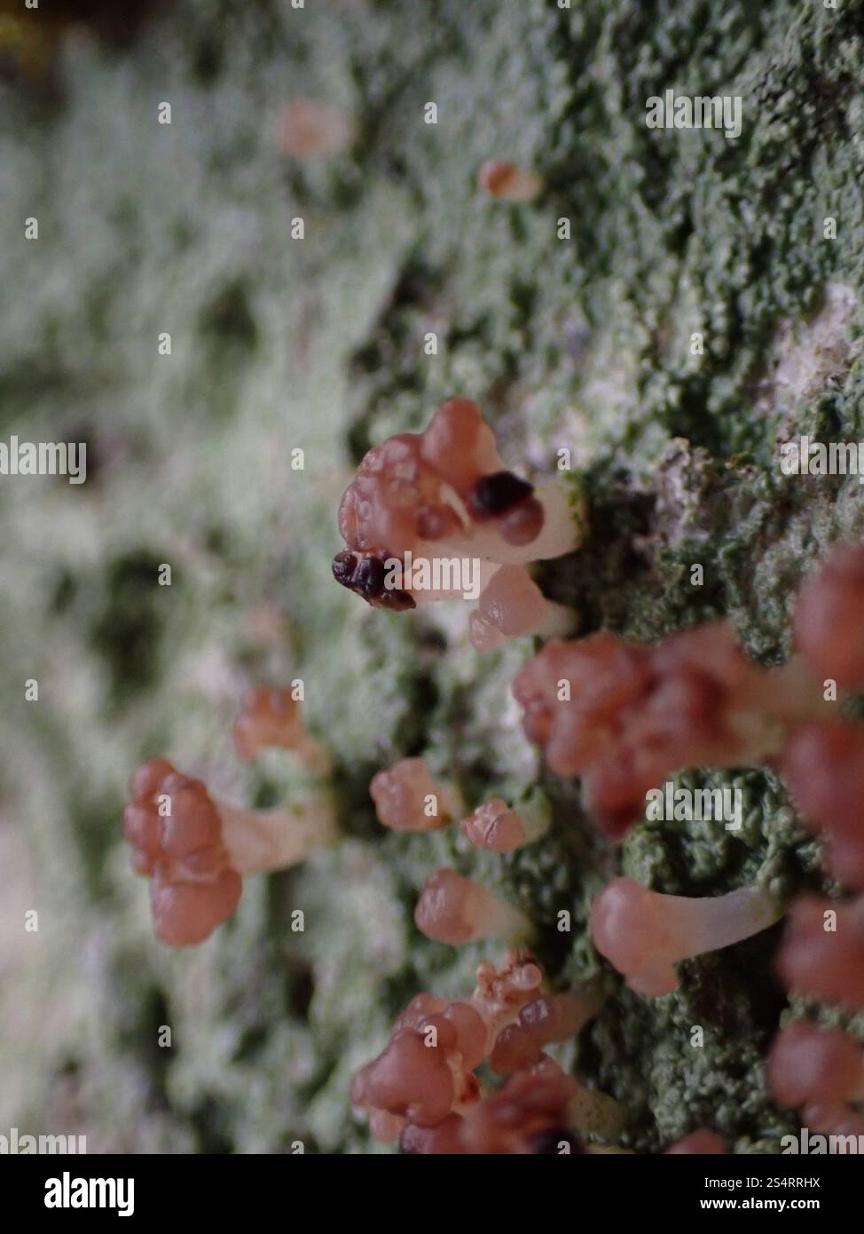Brown Beret Lichen (Baeomyces rufus Stock Photo - Alamy