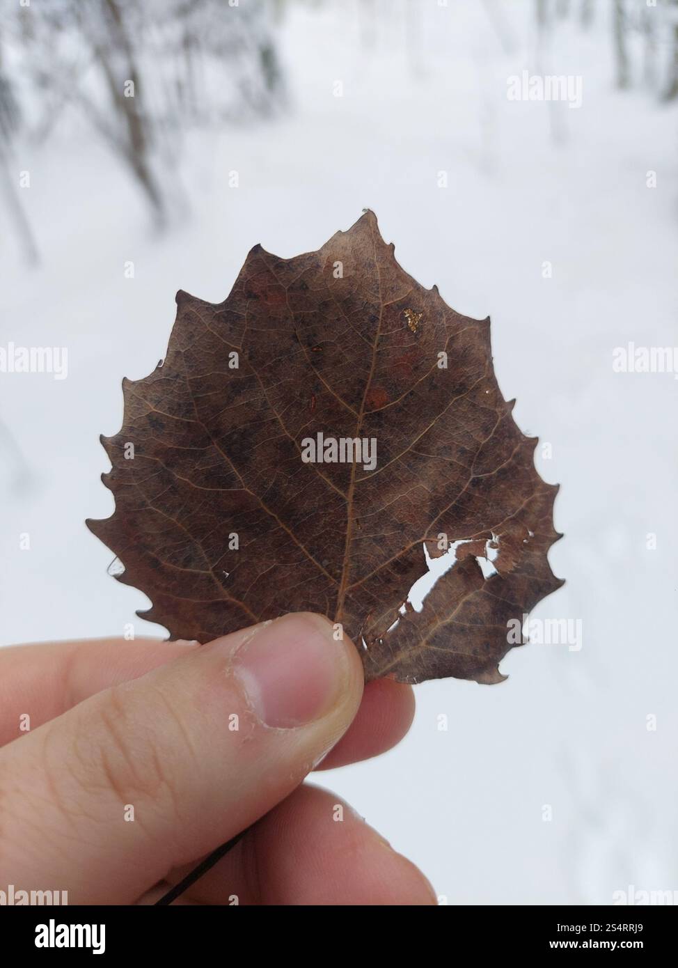 bigtooth aspen (Populus grandidentata Stock Photo - Alamy