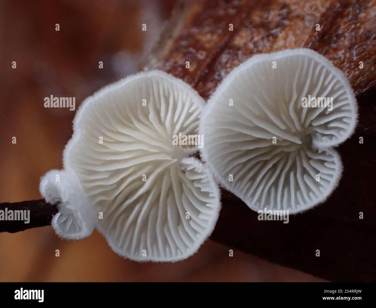 Variable Oysterling (Crepidotus variabilis Stock Photo - Alamy