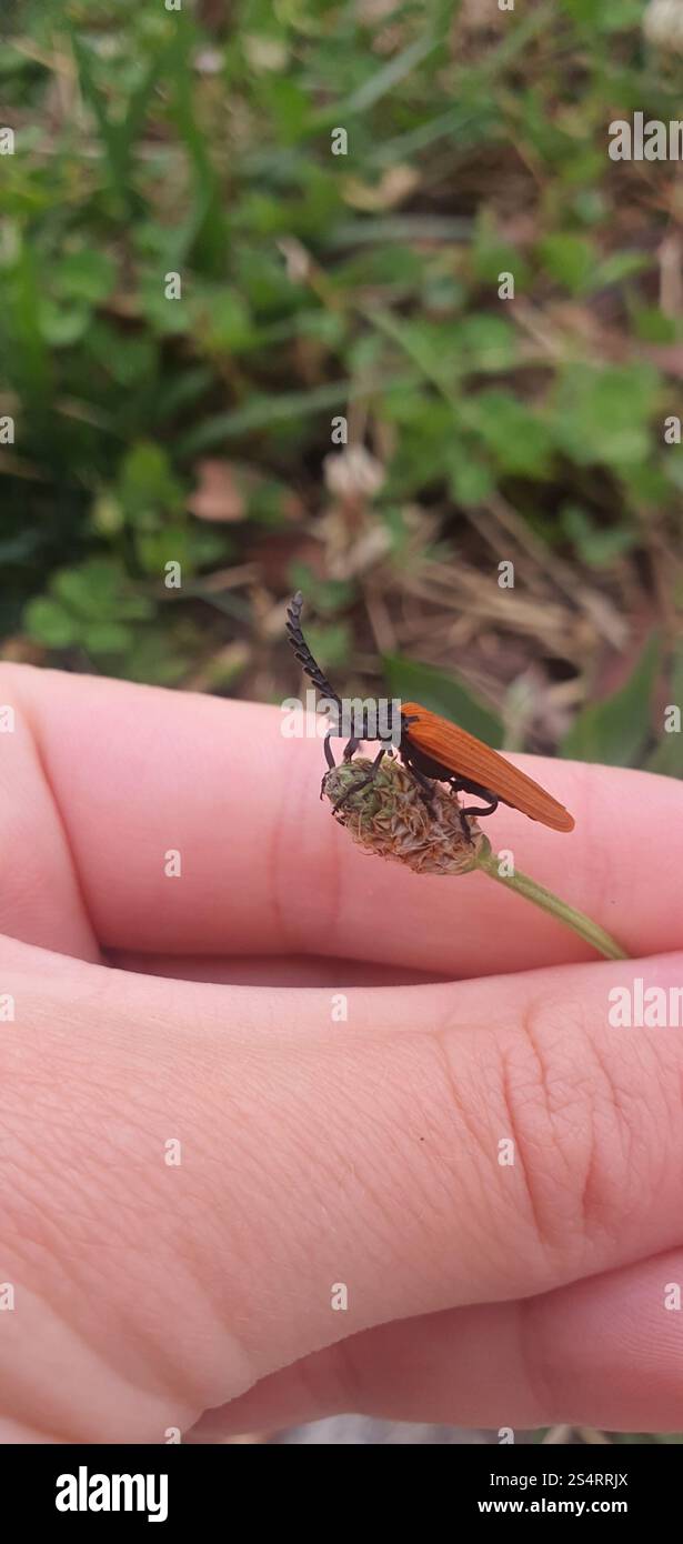 Long-nosed Lycid Beetle (Porrostoma rhipidium Stock Photo - Alamy