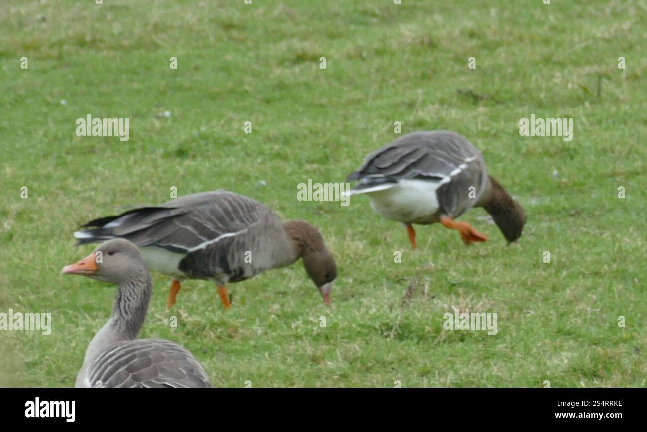 Greater White-fronted Goose (Anser albifrons Stock Photo - Alamy