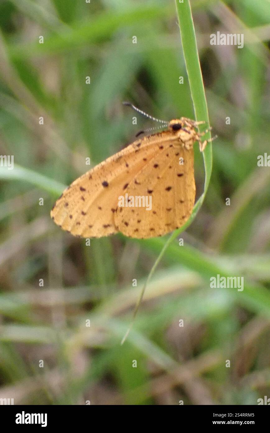 Eastern Spotted Buff (Pentila tropicalis tropicalis Stock Photo - Alamy