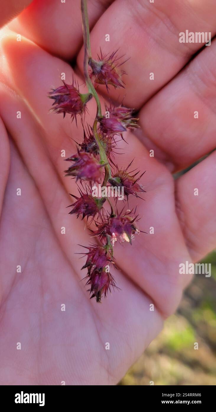 Southern Sandbur (Cenchrus echinatus Stock Photo - Alamy