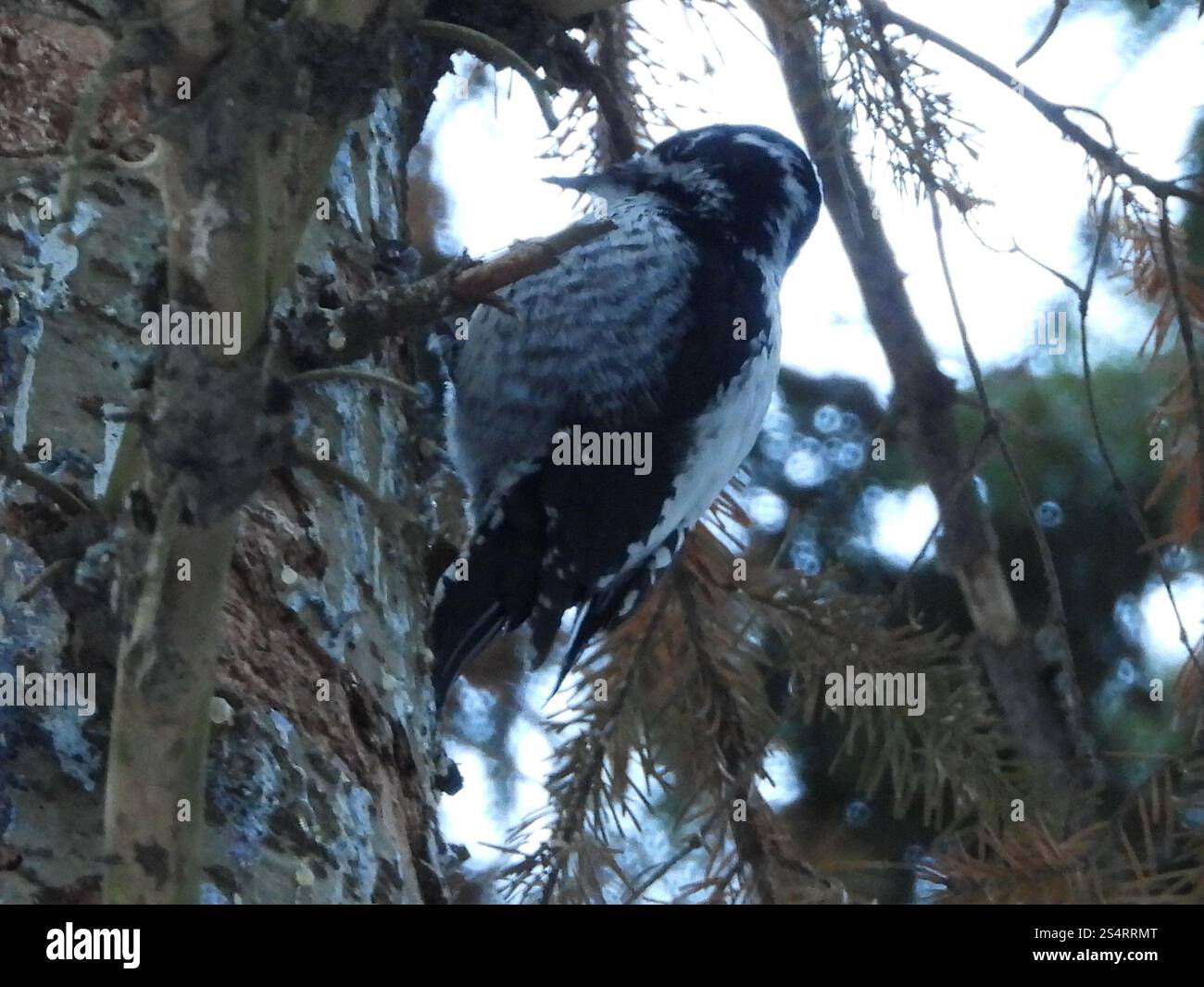 Eurasian Three-toed Woodpecker (Picoides tridactylus Stock Photo - Alamy