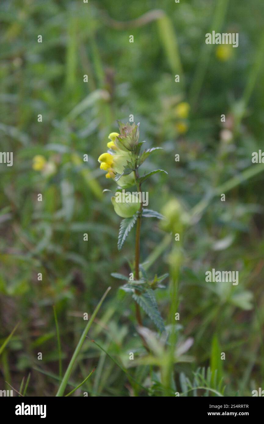 Little Yellow Rattle (Rhinanthus groenlandicus Stock Photo - Alamy
