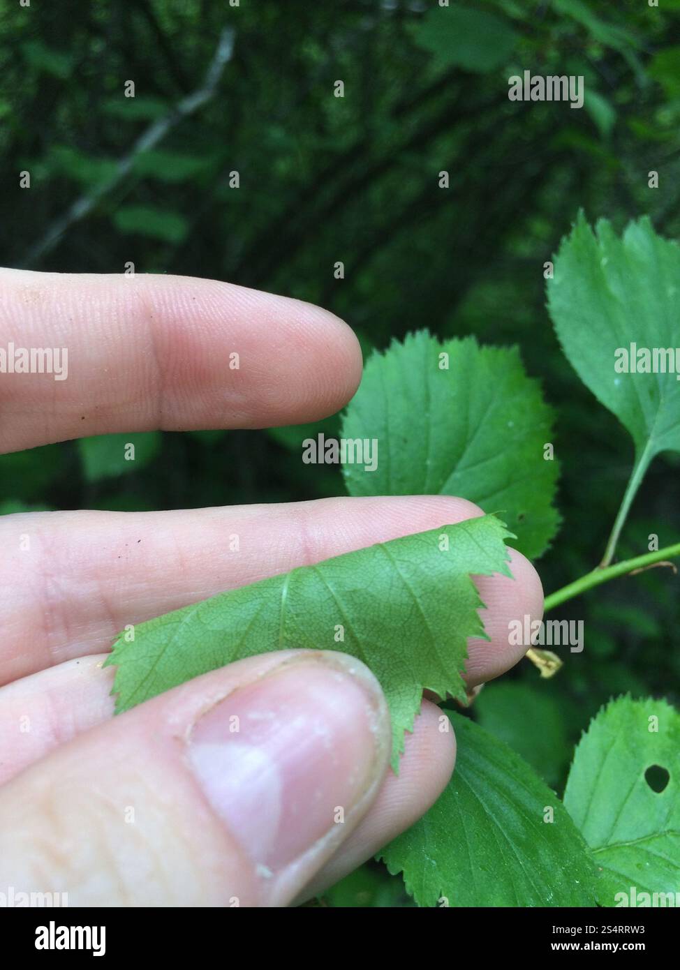 Glabrous-fruit Fireberry Hawthorn (Crataegus chrysocarpa phoeniceoides ...