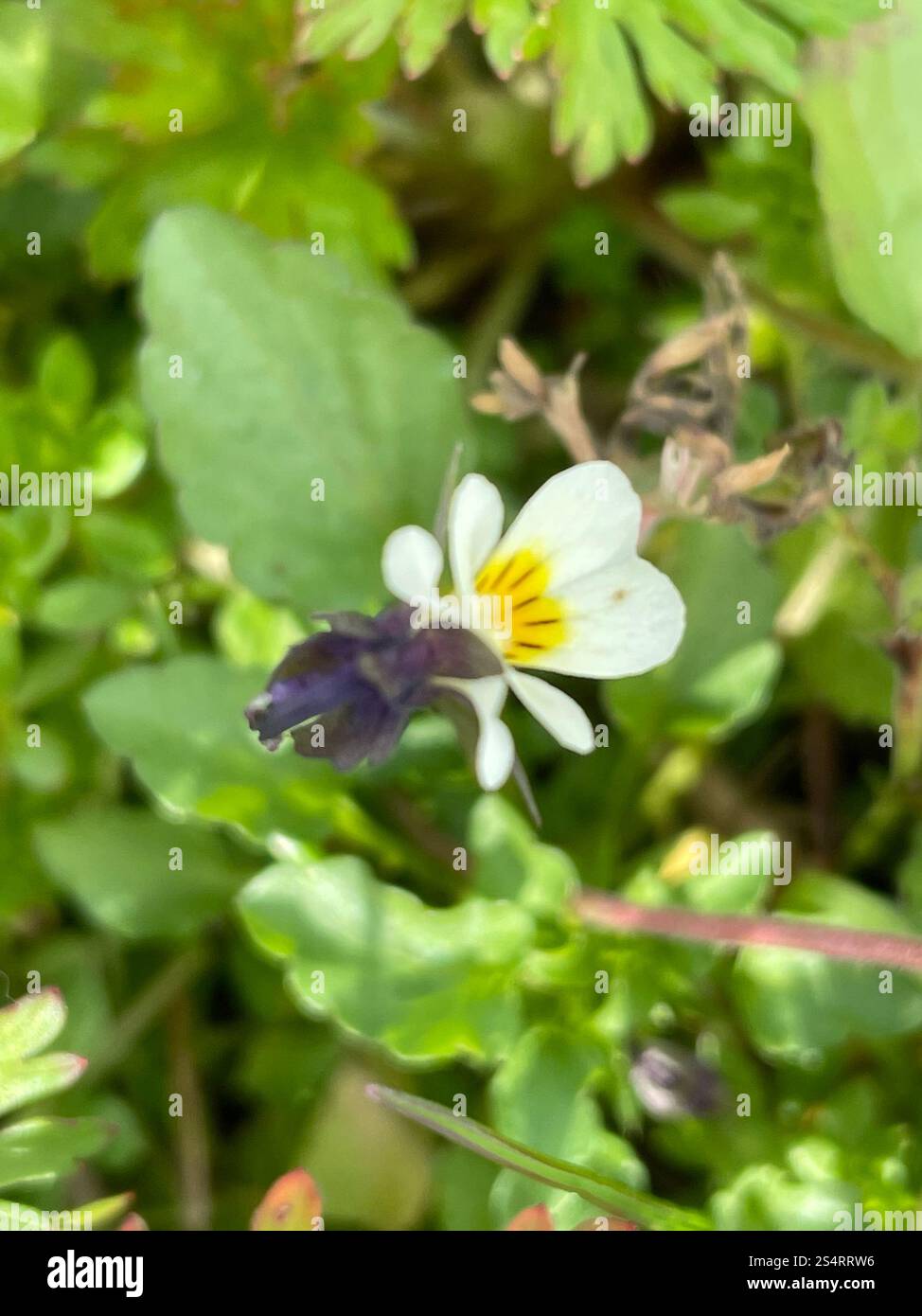 European field pansy (Viola arvensis Stock Photo - Alamy