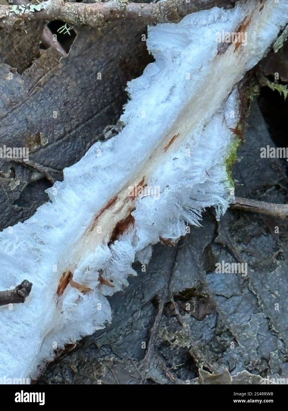 Hair Ice (Exidiopsis effusa Stock Photo - Alamy