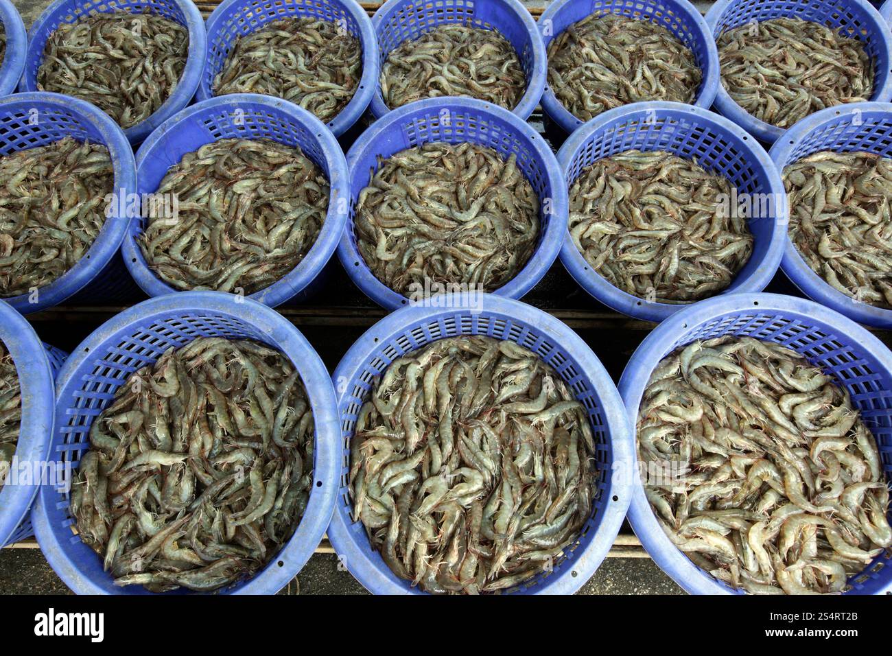 a shrimp farm in the Khao Sam Roi Yot Nationalpark on the Golf of ...