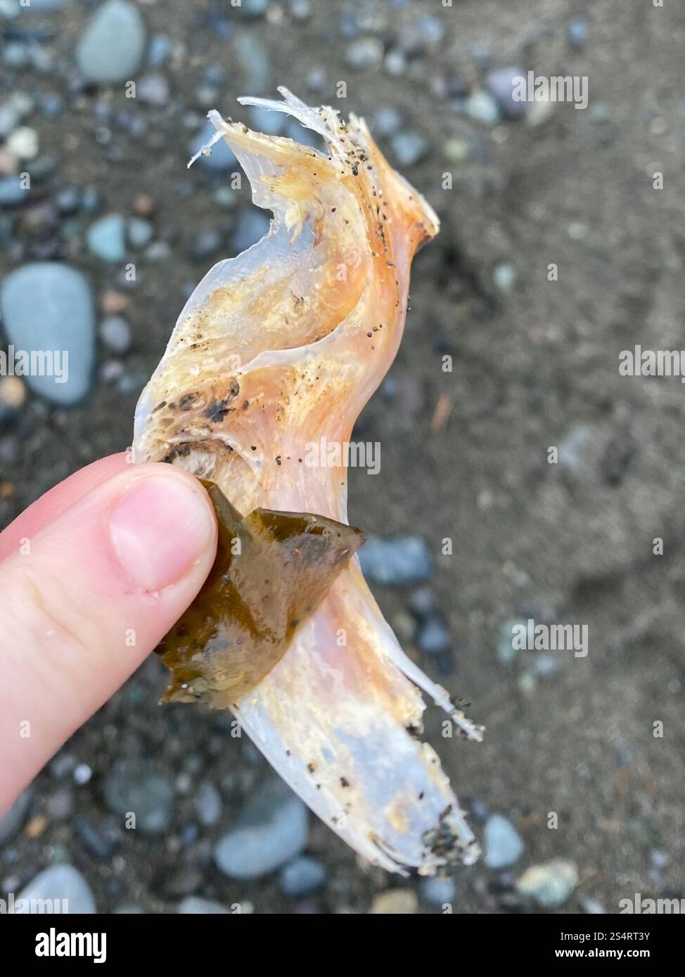 Ray-finned Fishes (Actinopterygii Stock Photo - Alamy