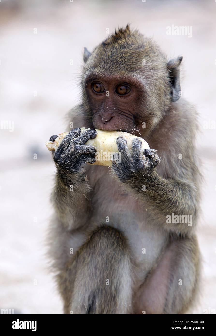 wild monkeys at a Beach at the coast of the Khao Sam Roi Yot ...