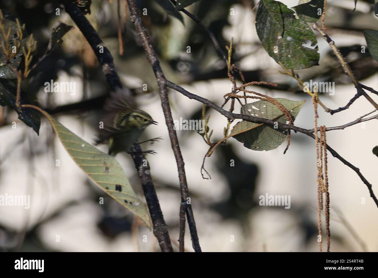Lemon-rumped Warbler (Phylloscopus chloronotus Stock Photo - Alamy