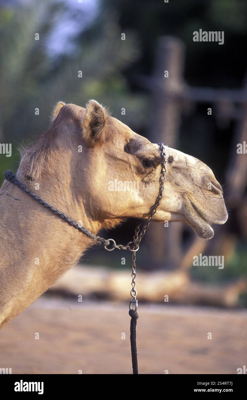 a camel in the city of Dubai in the Arab Emirates in the Gulf of Arabia ...