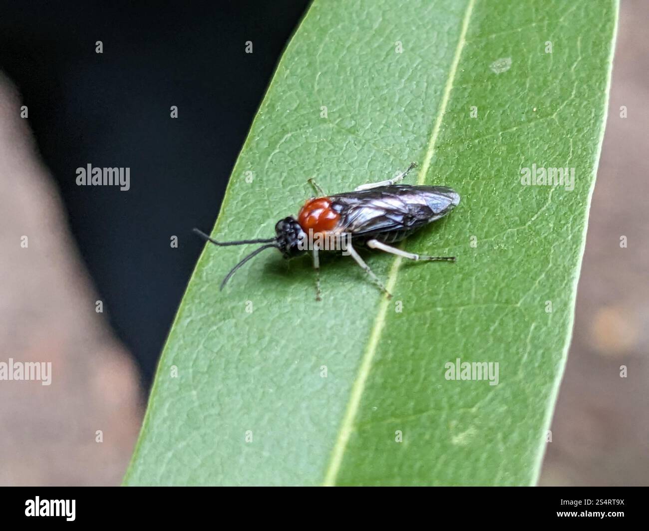 Common Sawflies (Tenthredinidae Stock Photo - Alamy