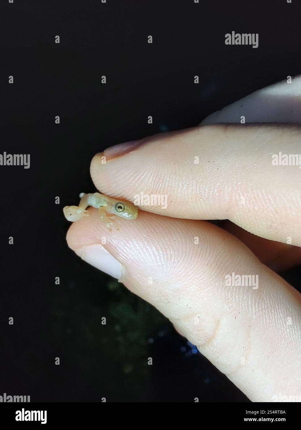 Lesser Tree Frog (Dendropsophus minutus Stock Photo - Alamy