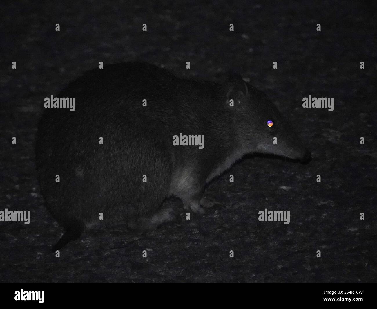 Southern Brown Bandicoot (Isoodon obesulus Stock Photo - Alamy