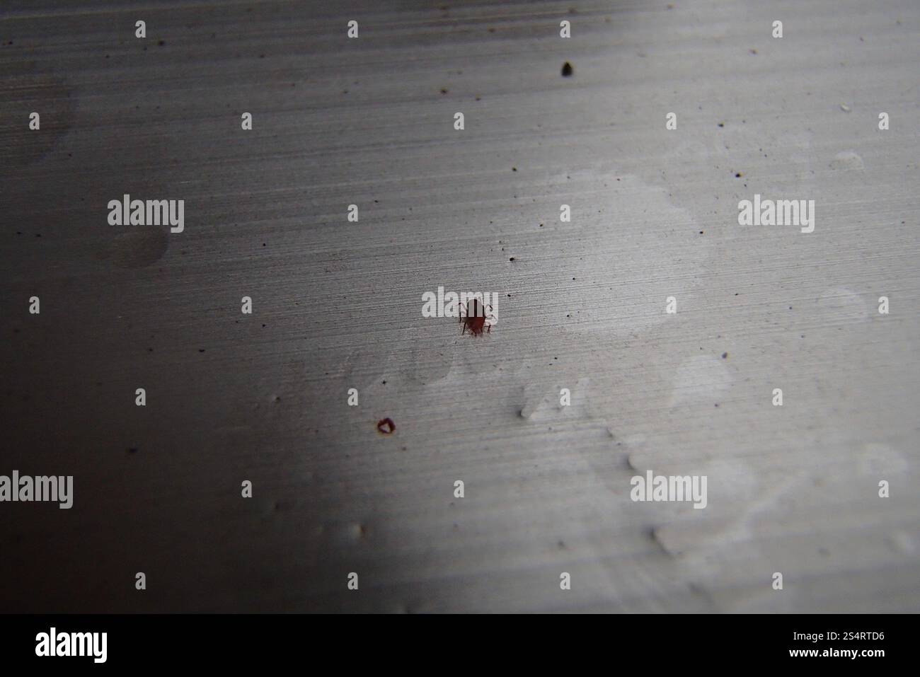 Snout Mites (Bdellidae Stock Photo - Alamy