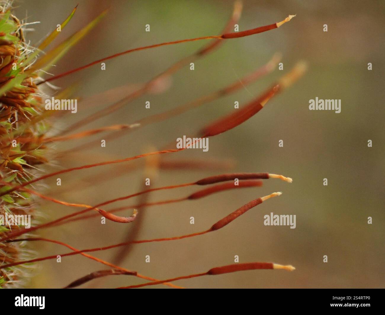 Brown Screw-moss (Syntrichia princeps Stock Photo - Alamy