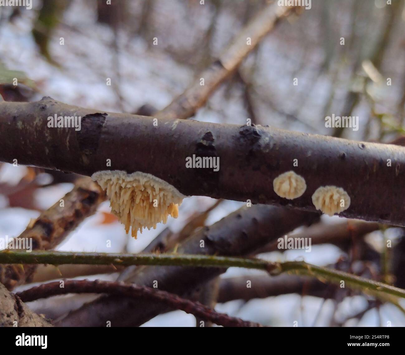 Milk-white Toothed Polypore (Irpex lacteus Stock Photo - Alamy