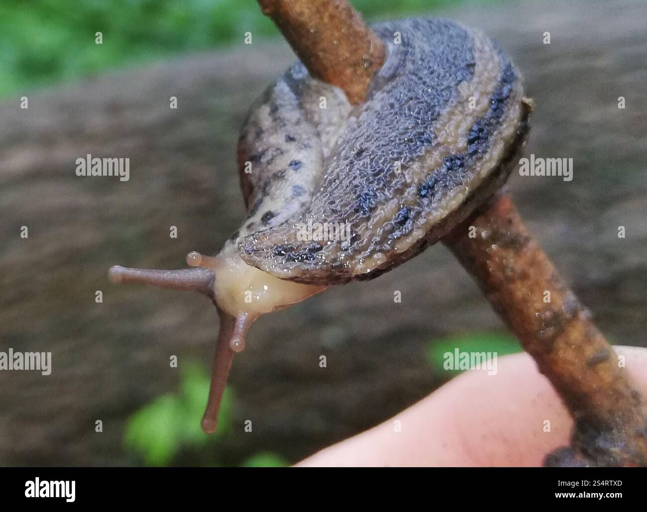 Leopard Slug (Limax maximus Stock Photo - Alamy