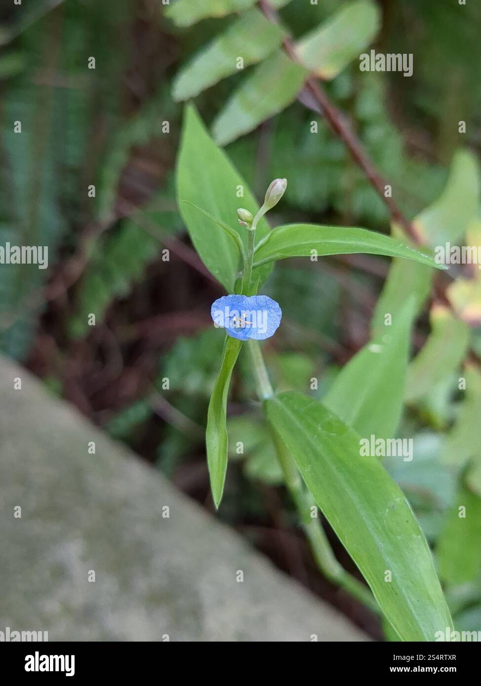 climbing dayflower (Commelina diffusa Stock Photo - Alamy