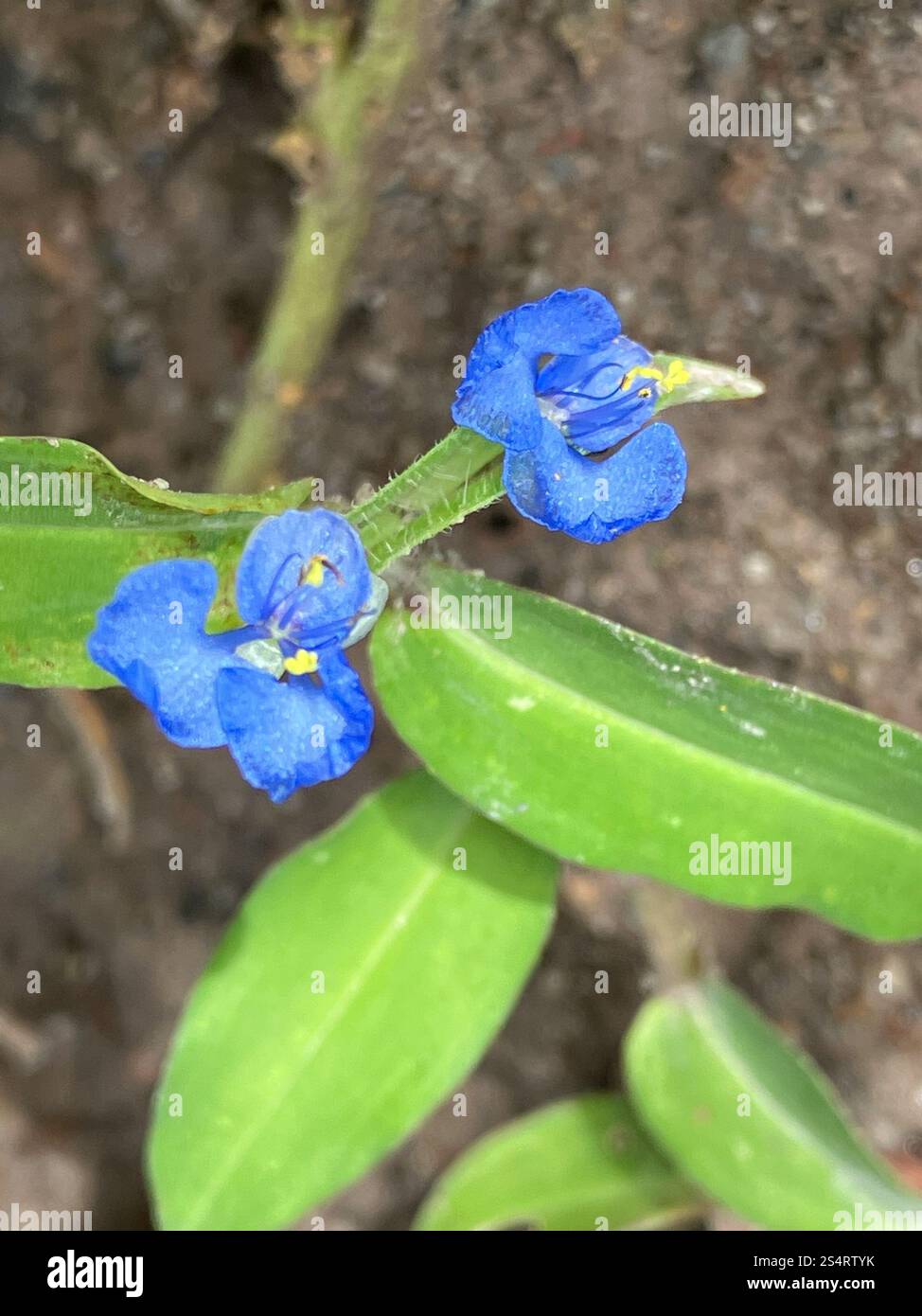 climbing dayflower (Commelina diffusa Stock Photo - Alamy