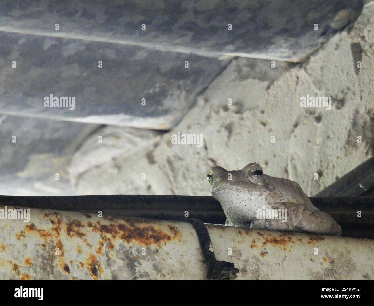 Grey Foam-nest Tree Frog (Chiromantis xerampelina Stock Photo - Alamy