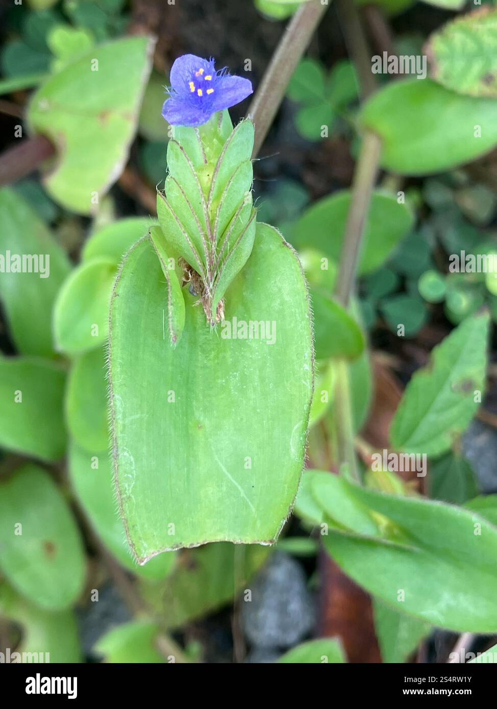Blue Ears (Cyanotis Stock Photo - Alamy