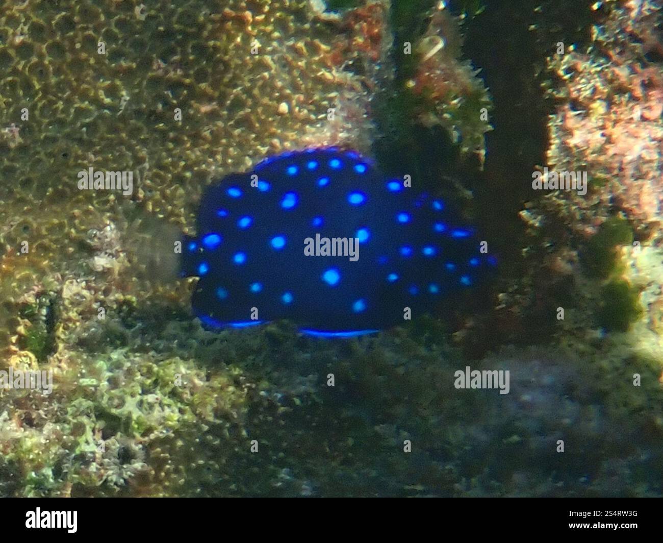 Yellowtail Damselfish (Microspathodon chrysurus Stock Photo - Alamy